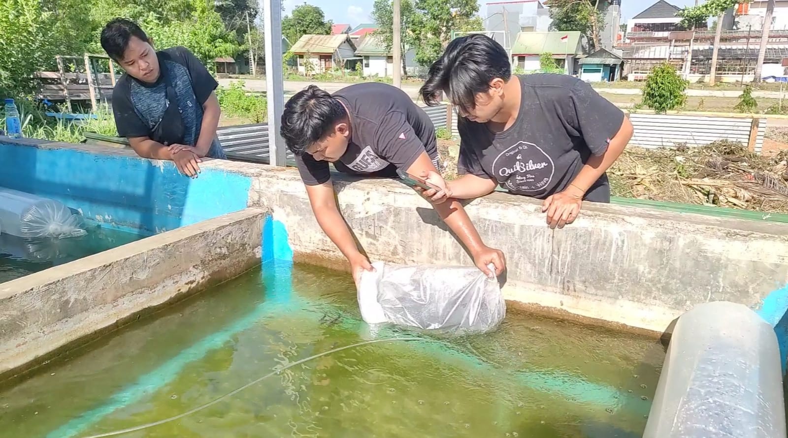 Penebaran Benih Ikan Nila Penebaran Benih Ikan Nila